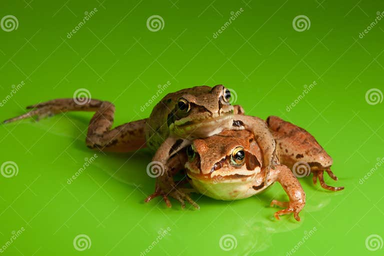 Frog hug stock photo. Image of sticky, happy, hugging - 21014396
