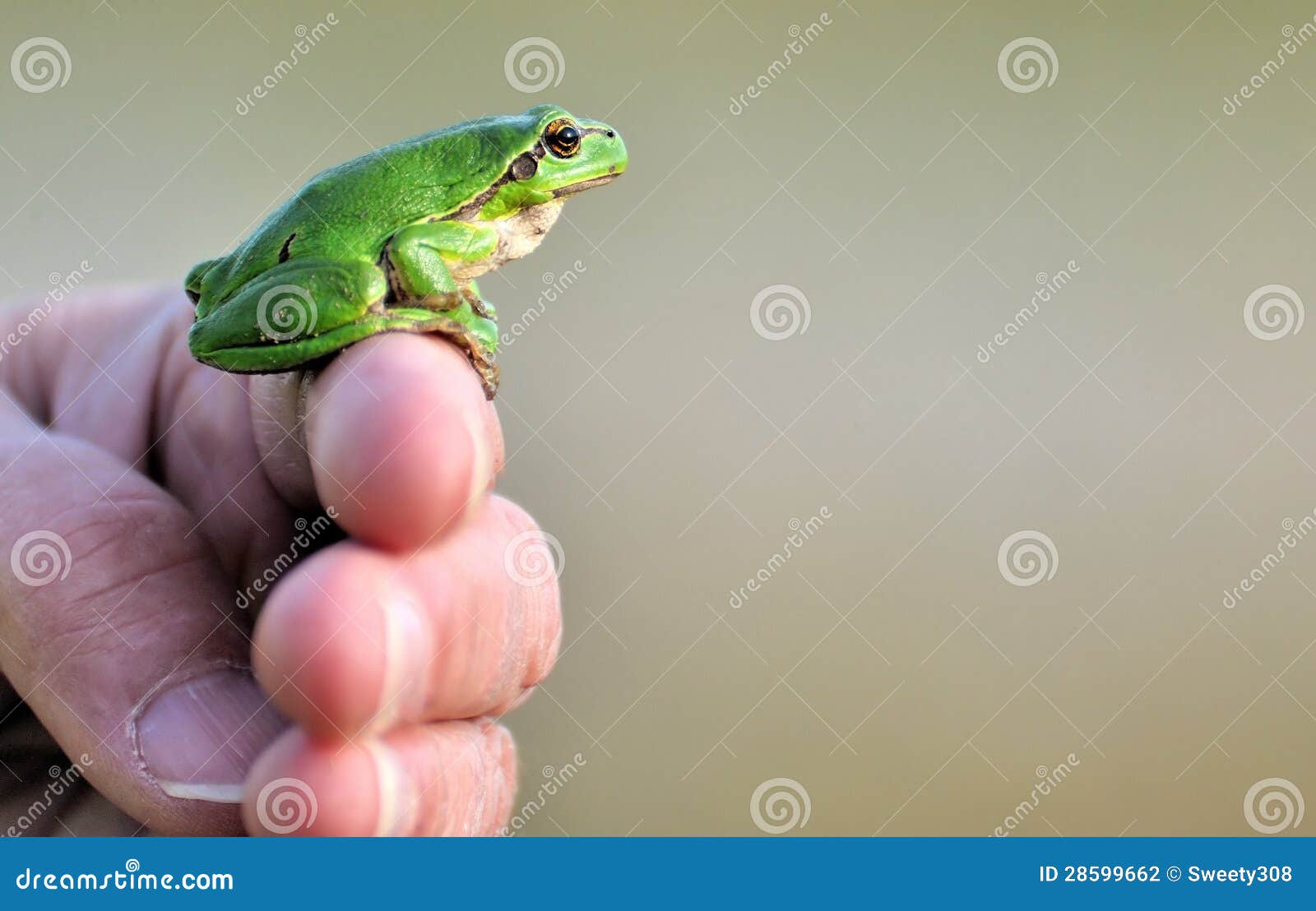 Frog on human fingers stock photo. Image of tailless - 28599662