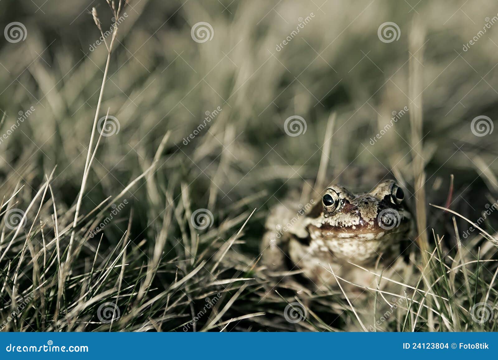Frog hunting stock photo. Image of feeding, watching - 24123804