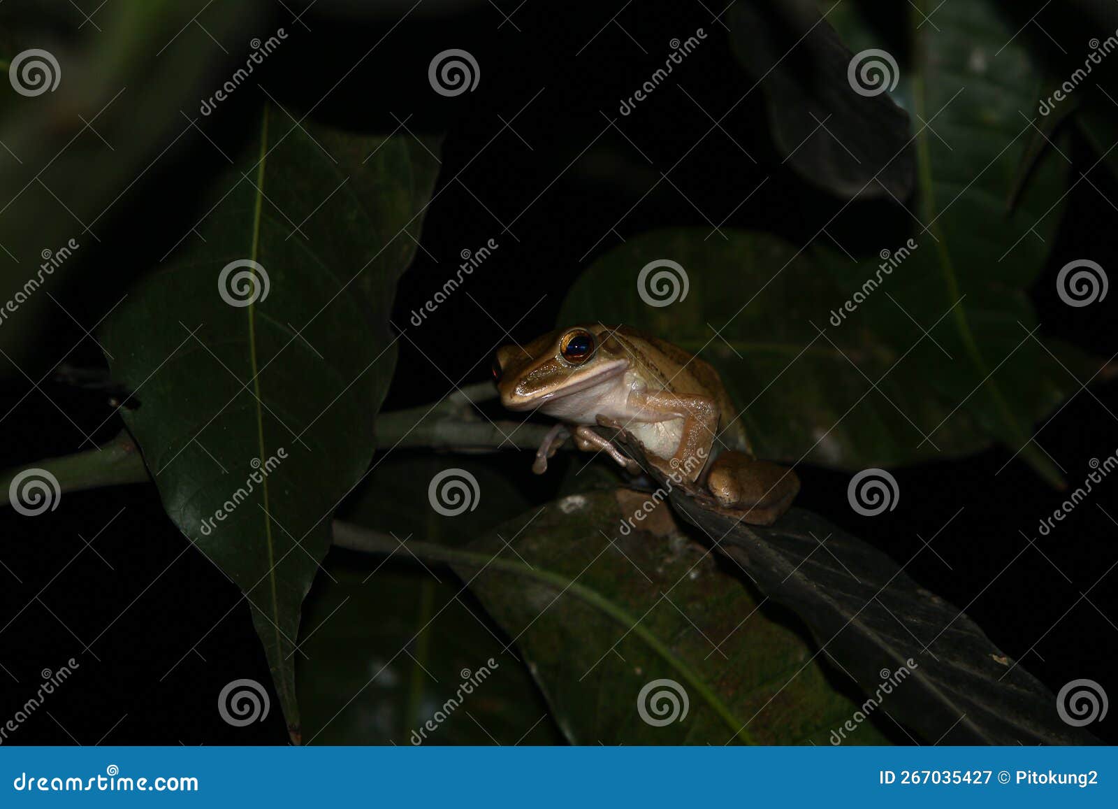 A frog hunting at night stock image. Image of night - 267035427