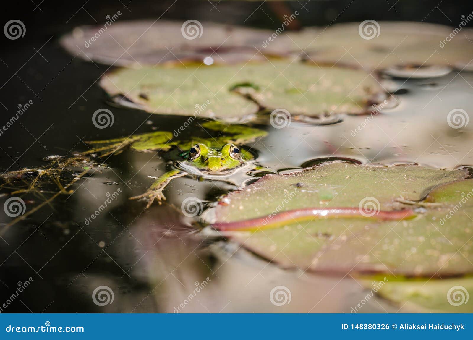 Frog Hunts a Worm. in the Swamp on a Leaf of a Lily the Frog Hunts a ...