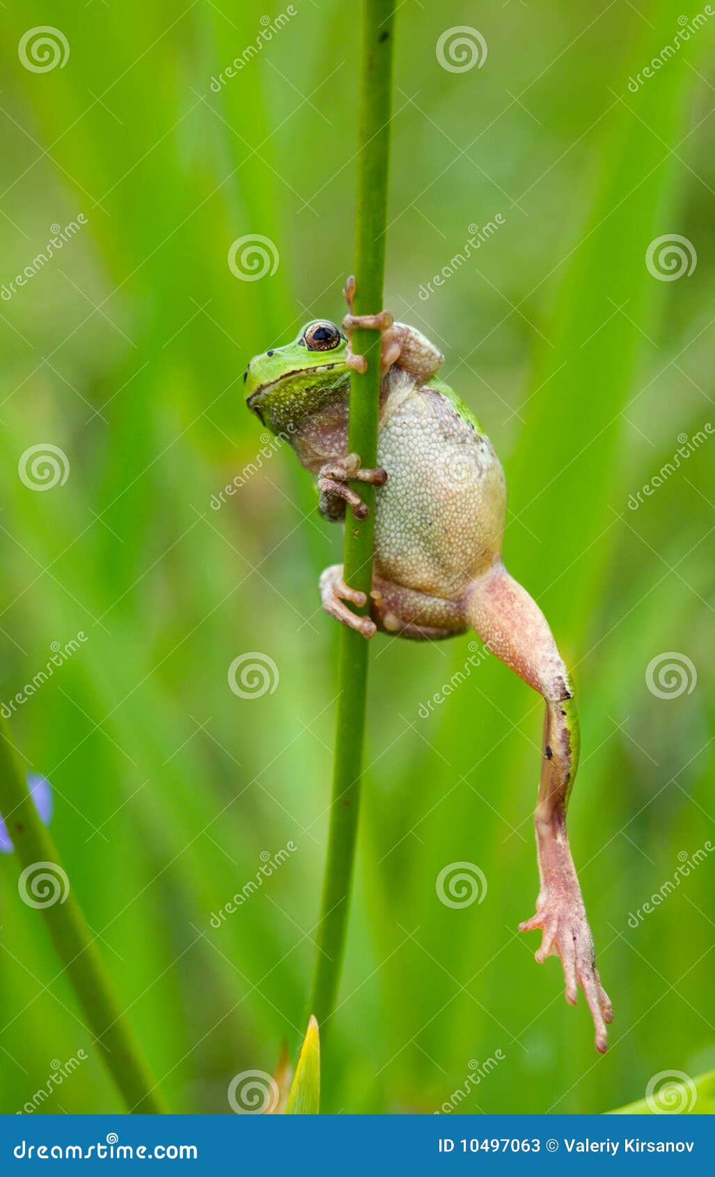 Frog Hyla 1 stock image. Image of aquatic, hyla, animals - 10497063