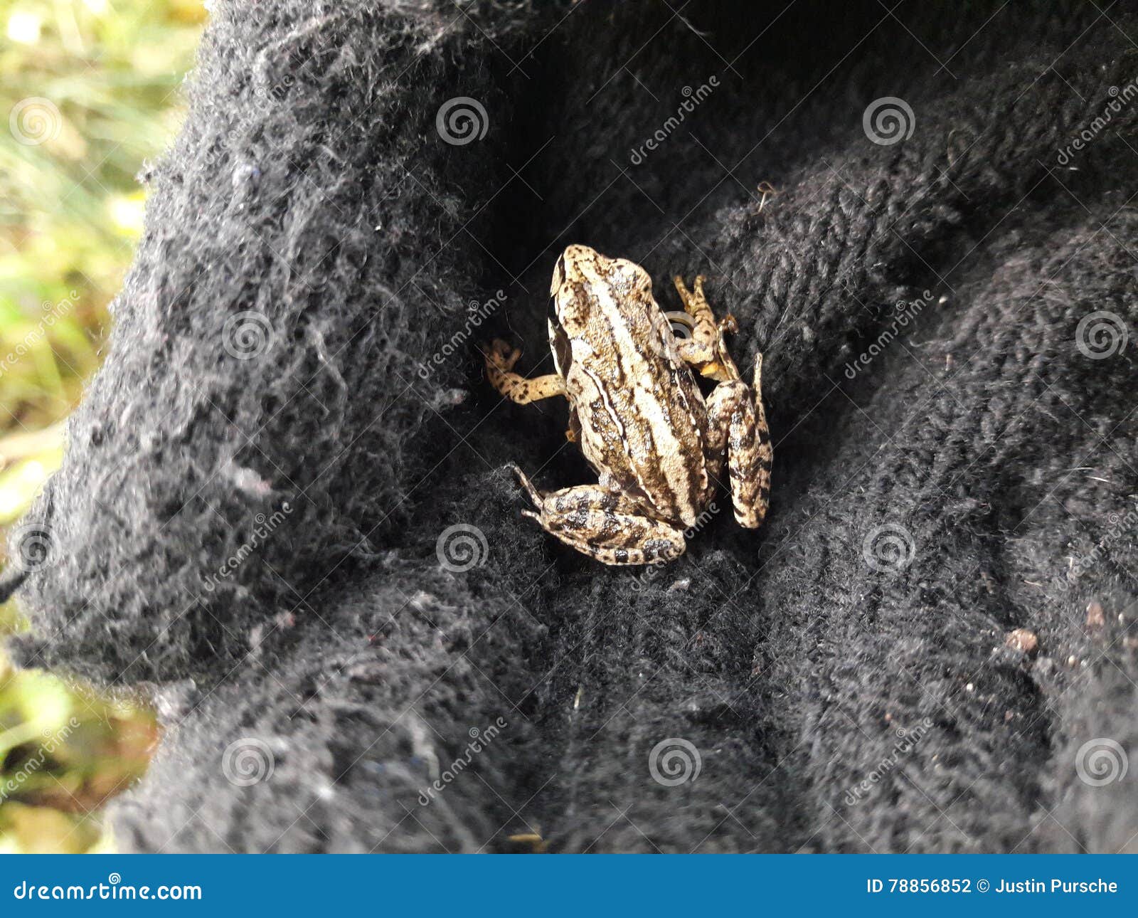 Frog stock photo. Image of natur, animal, hand, frog - 78856852
