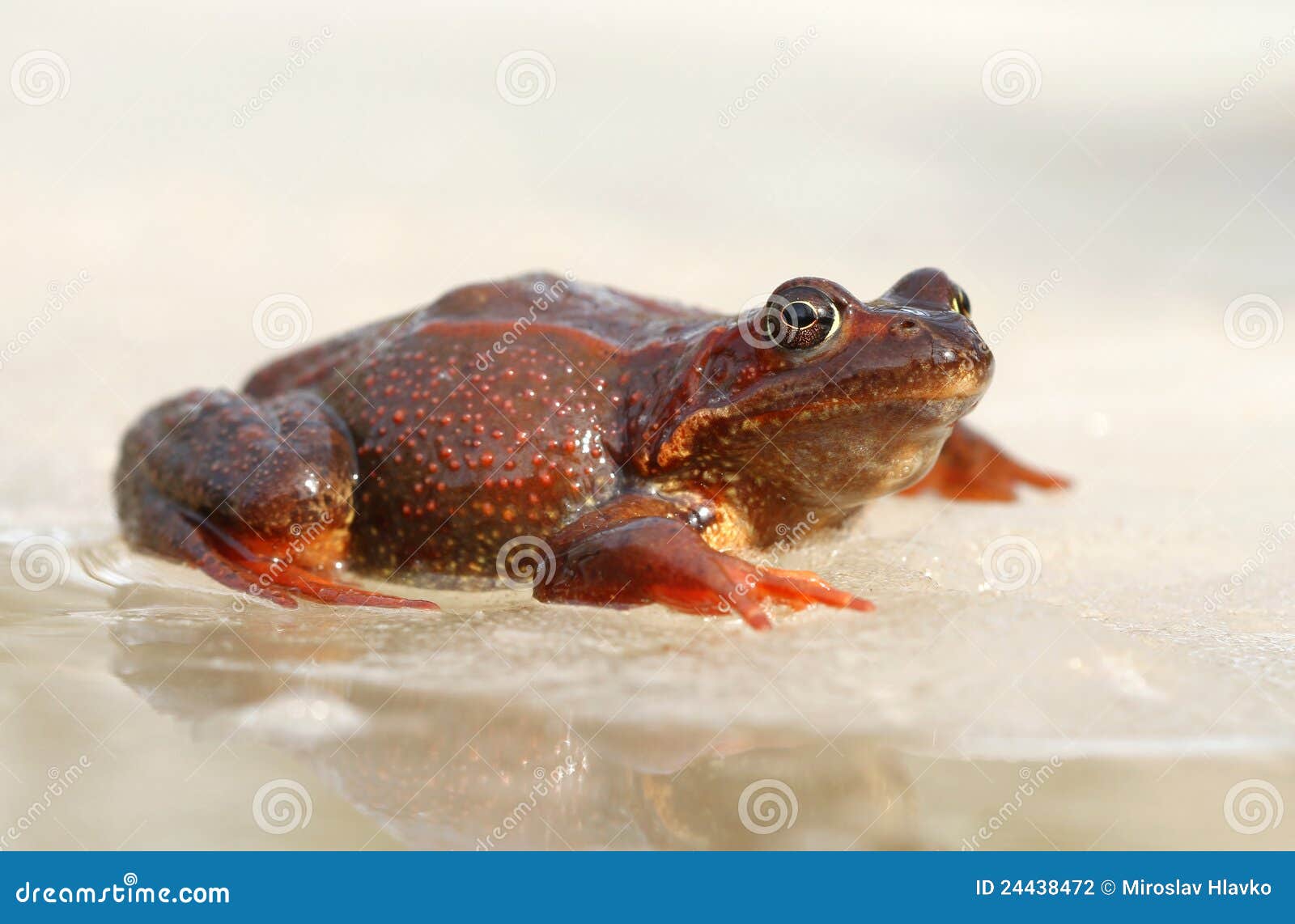 Frog on ice stock photo. Image of wild, frog, animal - 24438472