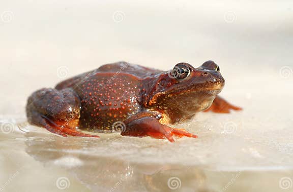 Frog on ice stock photo. Image of wild, frog, animal - 24438472