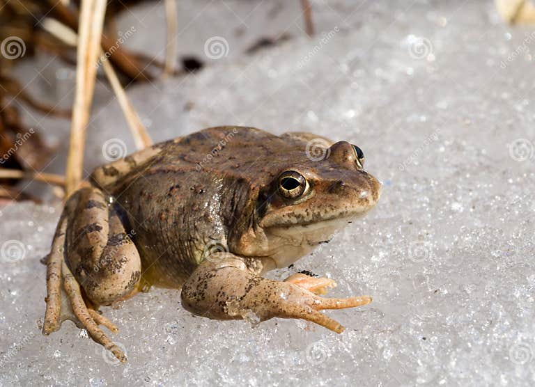 Frog on Ice 7 stock image. Image of legs, small, close - 11602761