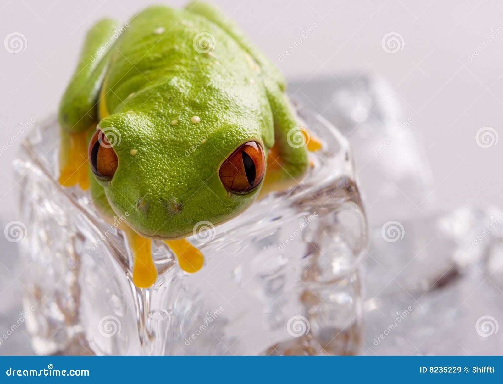 Frog on ice stock image. Image of front, green, large - 8235229