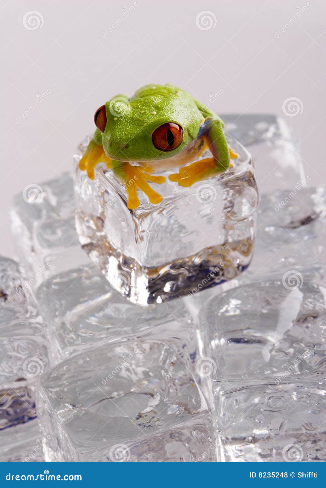 Frog on ice stock photo. Image of covering, front, view - 8235248