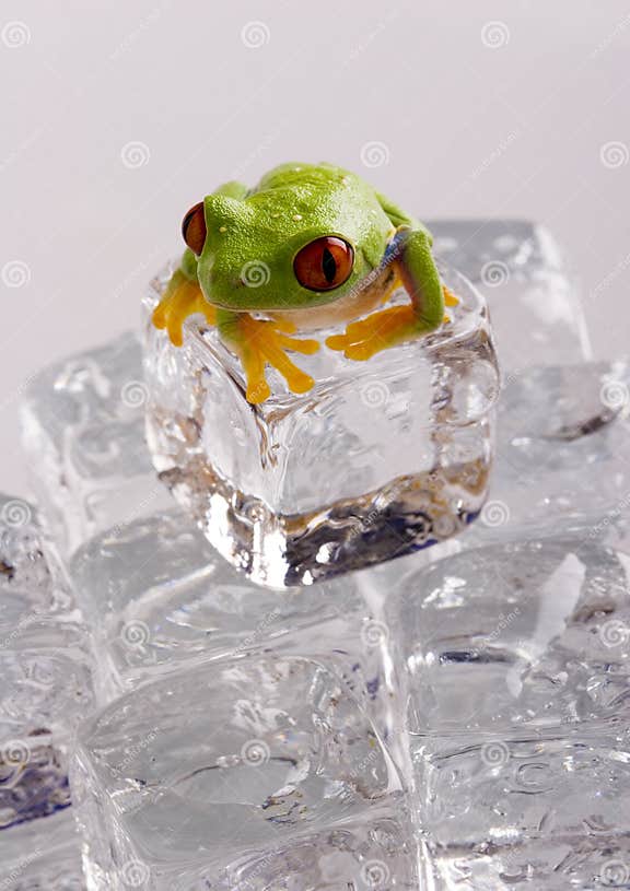 Frog on ice stock photo. Image of covering, front, view - 8235248