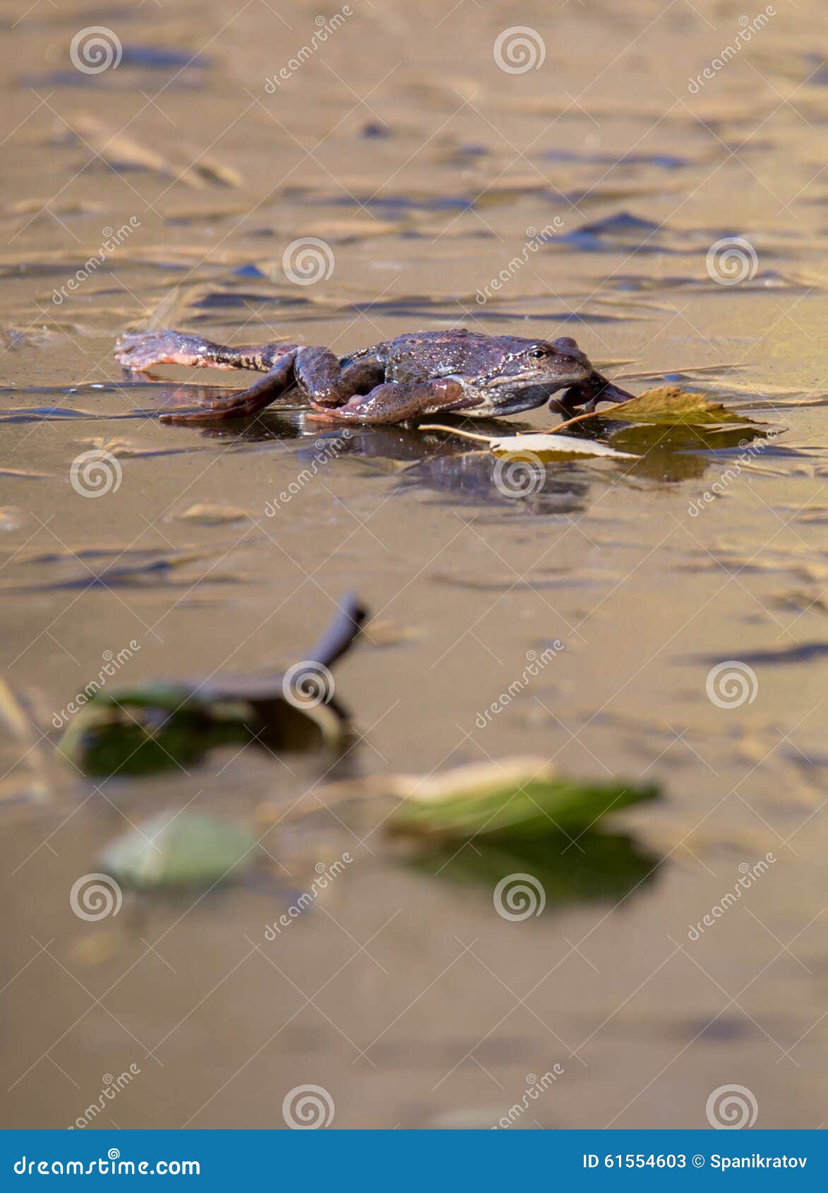 Frog on Ice stock image. Image of nature, amphibians - 61554603