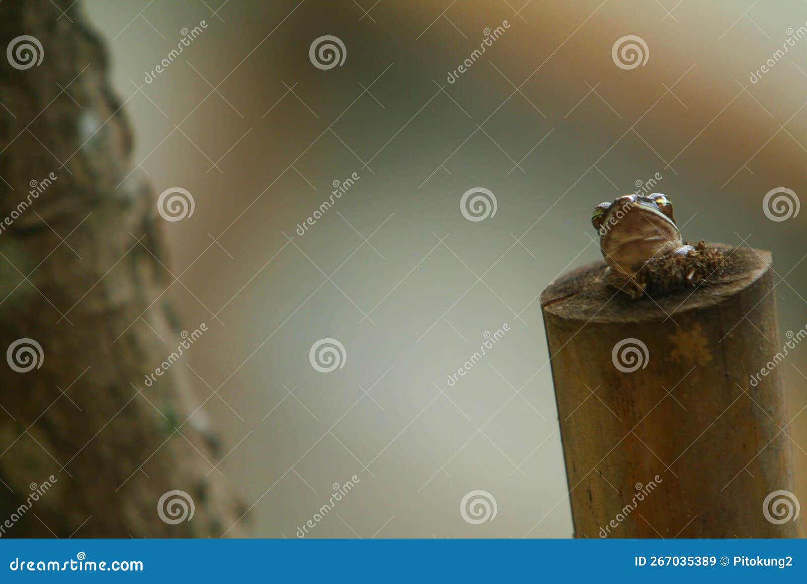 A Frog is Inside a Bamboo Stick Stock Image - Image of inside, frog ...