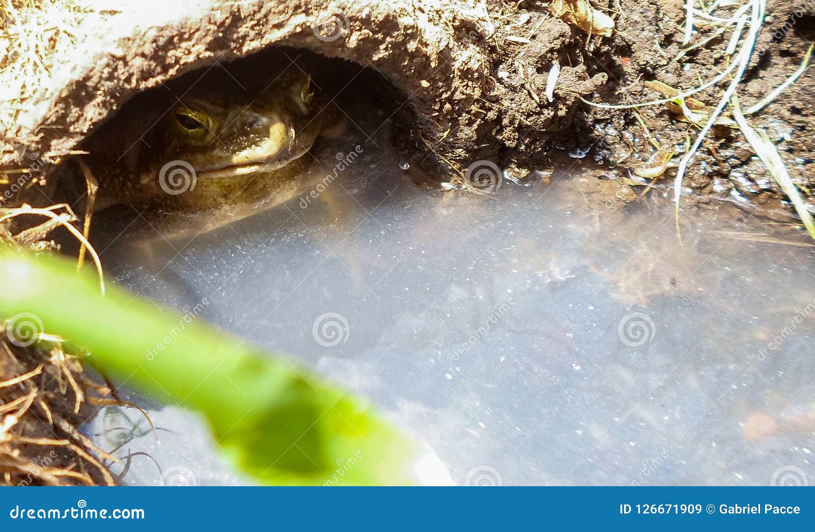 The frog inside the pipe stock image. Image of eyes - 126671909