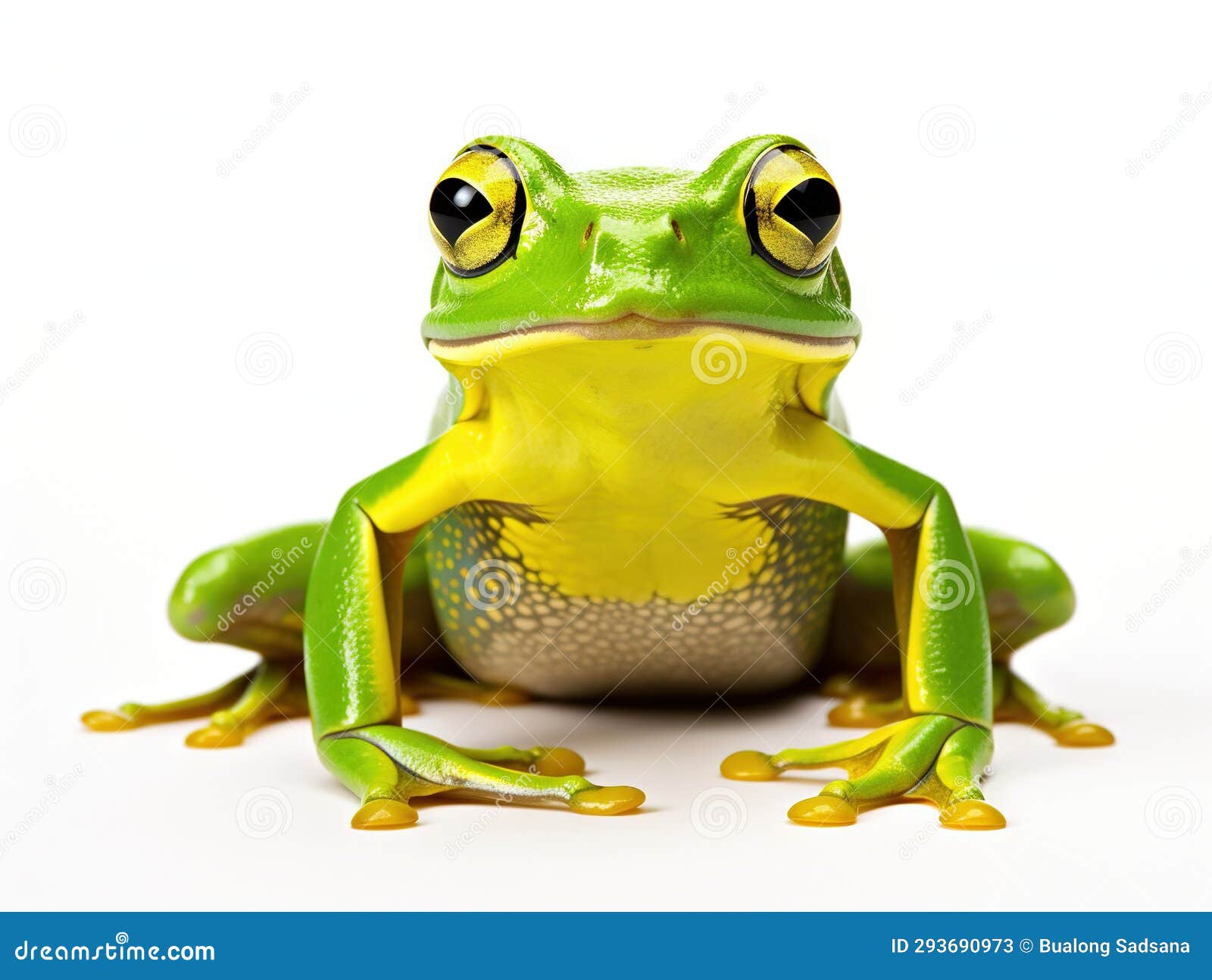 Frog isolated stock illustration. Illustration of imagine - 293690973
