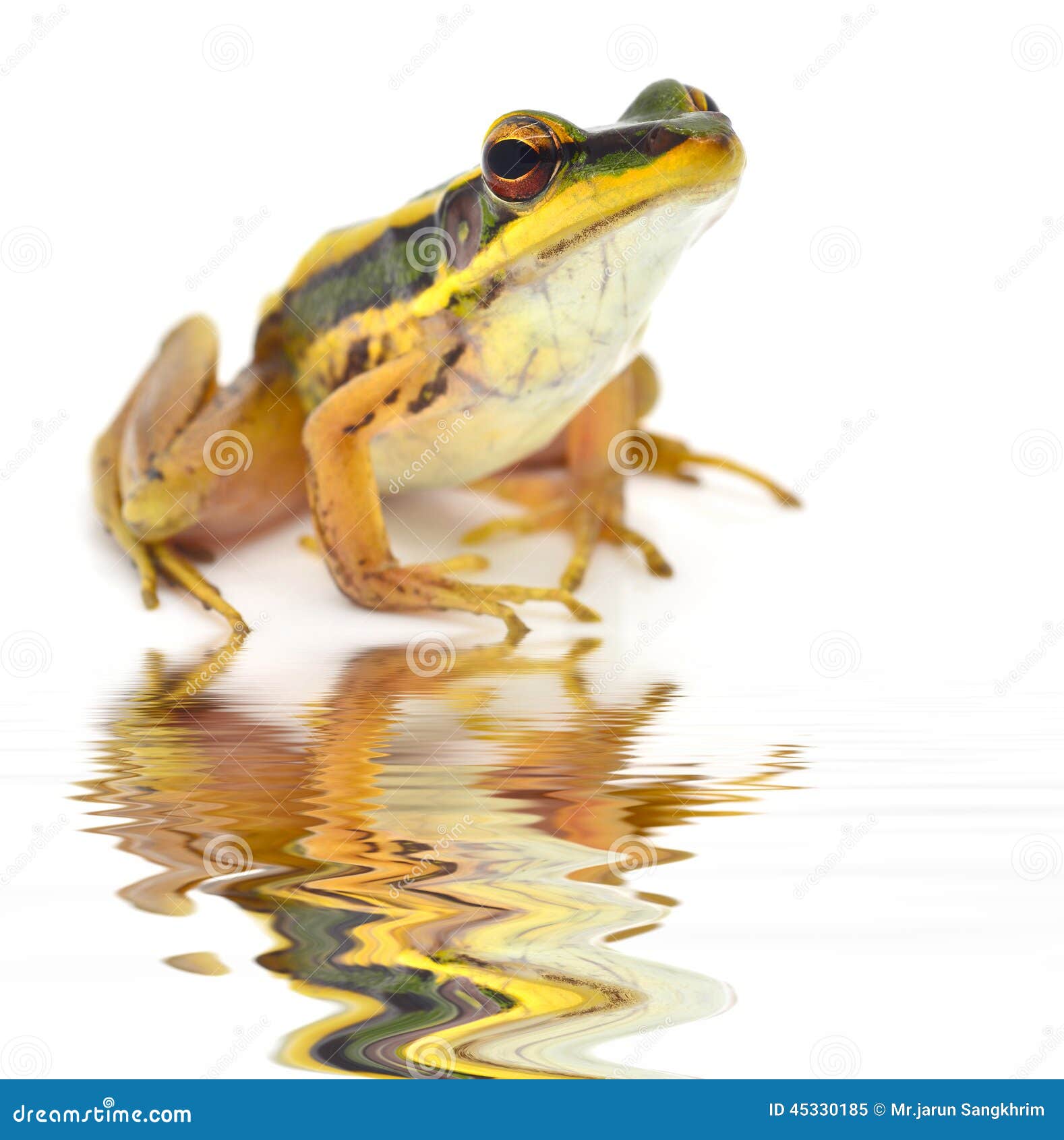 Frog stock image. Image of eyed, detail, nature, environment - 45330185
