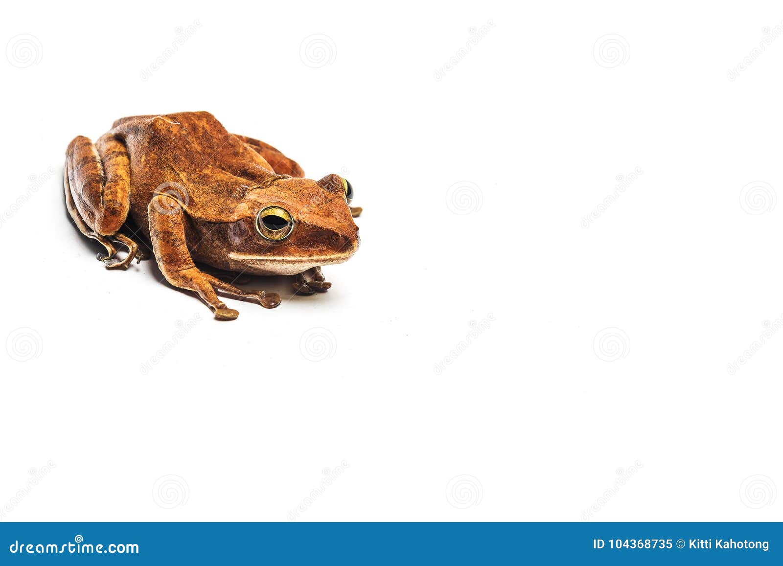 Frog Isolated on White Background Stock Image - Image of wildlife, frog ...