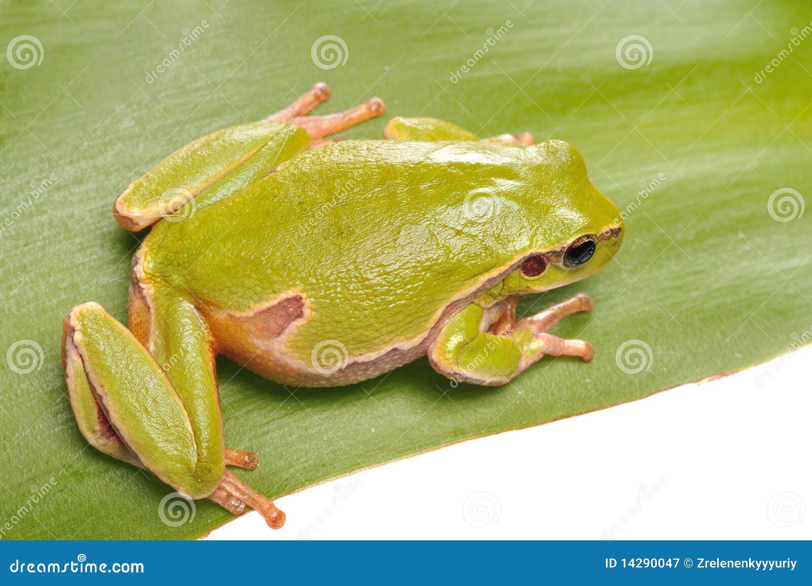 Frog Isolated on White Background Stock Image - Image of large ...