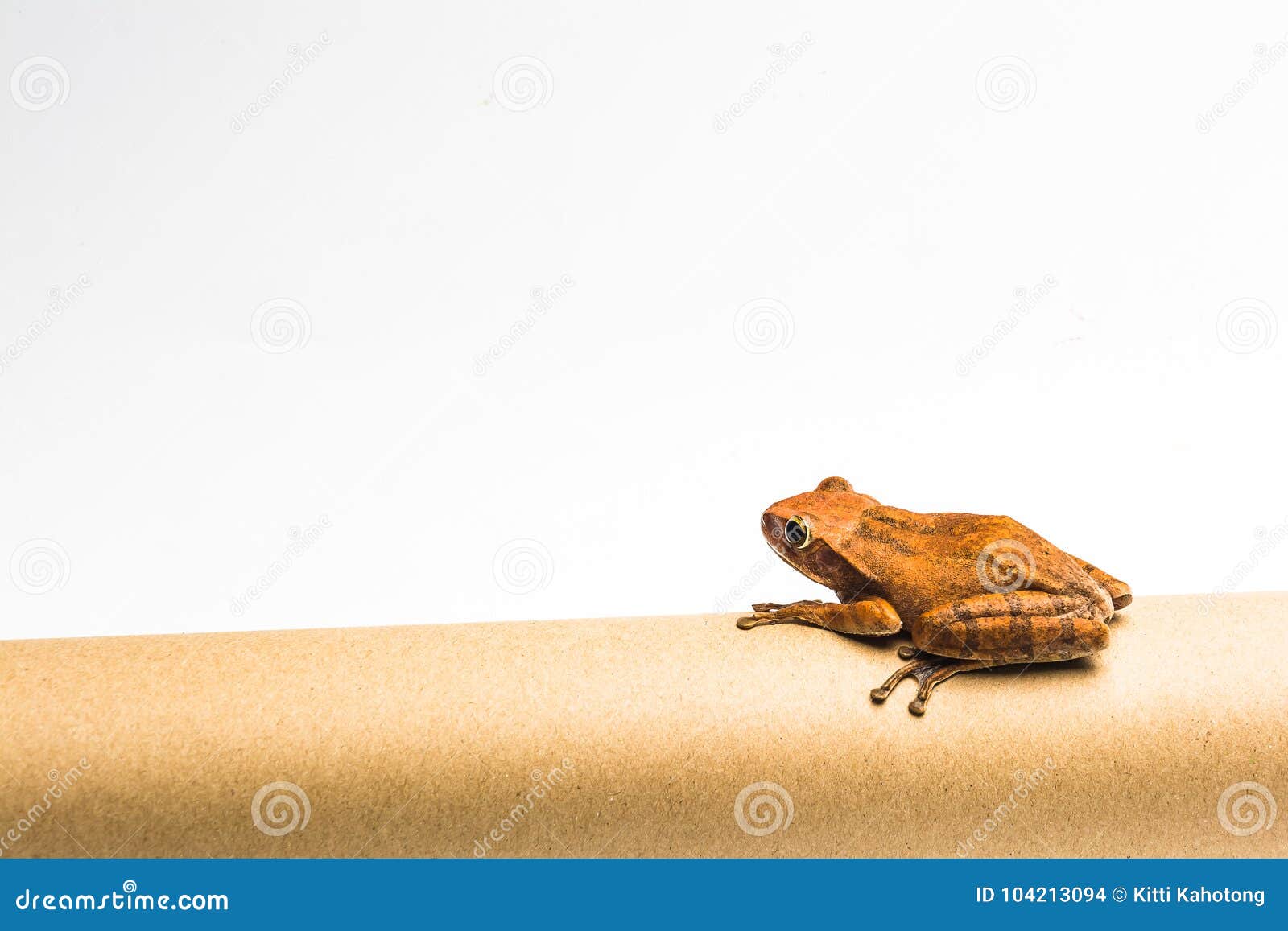 Frog Isolated on White Background Stock Photo - Image of background ...