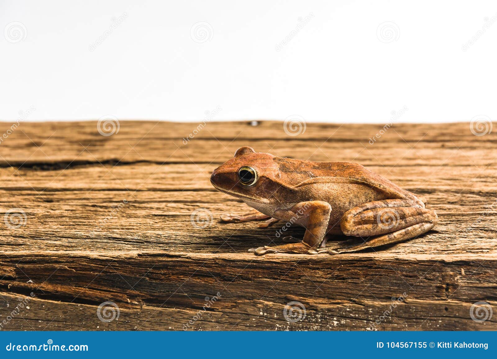 Frog Isolated on White Background Stock Image - Image of frogs, nature ...