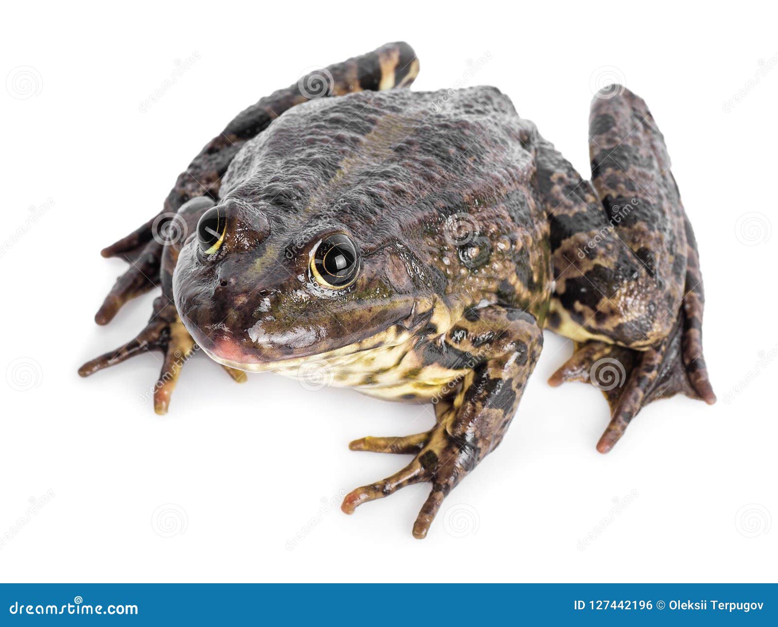 Frog isolated on white stock photo. Image of closeup - 127442196