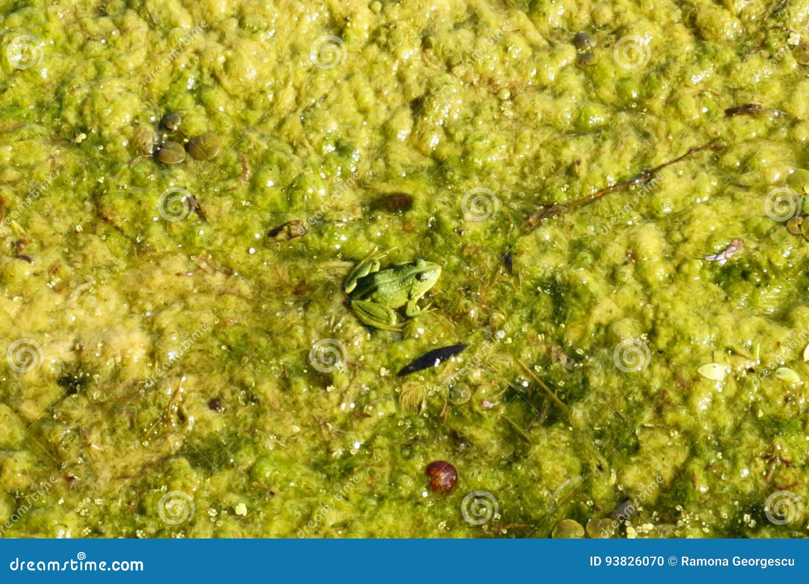 Frog stock photo. Image of wildlife, aquatic, lake, environment - 93826070