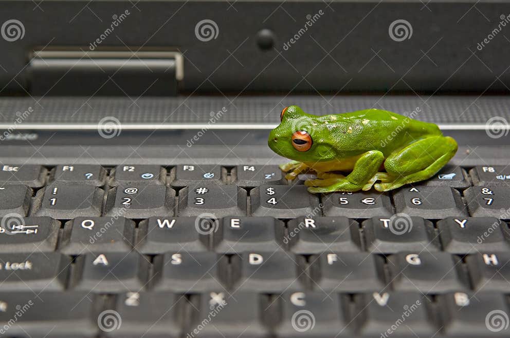 Frog on keyboard stock image. Image of notebook, green - 4914695