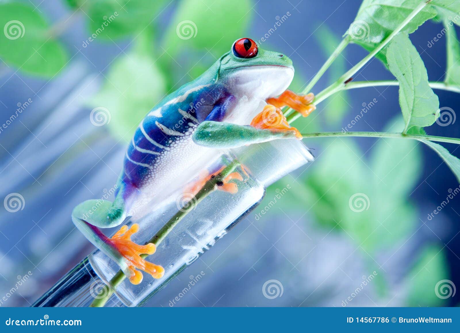Frog in lab stock photo. Image of chemistry, background - 14567786