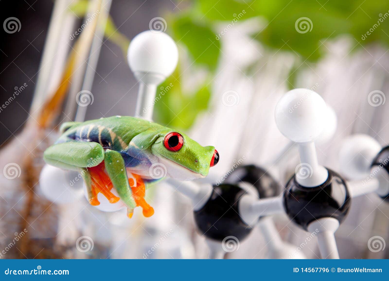 Frog in lab stock photo. Image of enetic, medicine, growing - 14567796