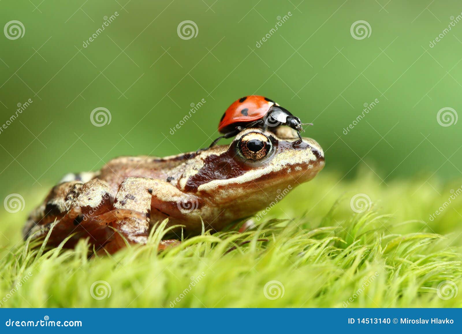 Frog with ladybug stock photo. Image of insect, nature - 14513140