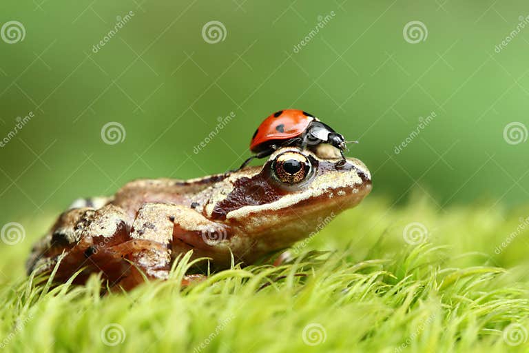 Frog with ladybug stock photo. Image of insect, nature - 14513140