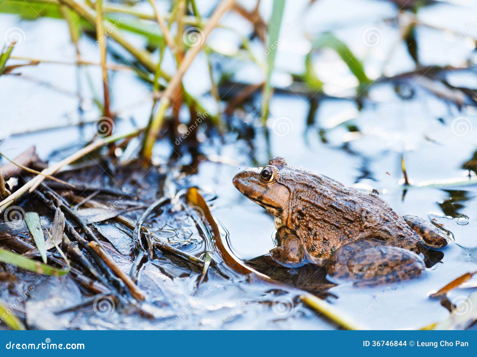 Frog in lake stock photo. Image of wildlife, environment - 36746844
