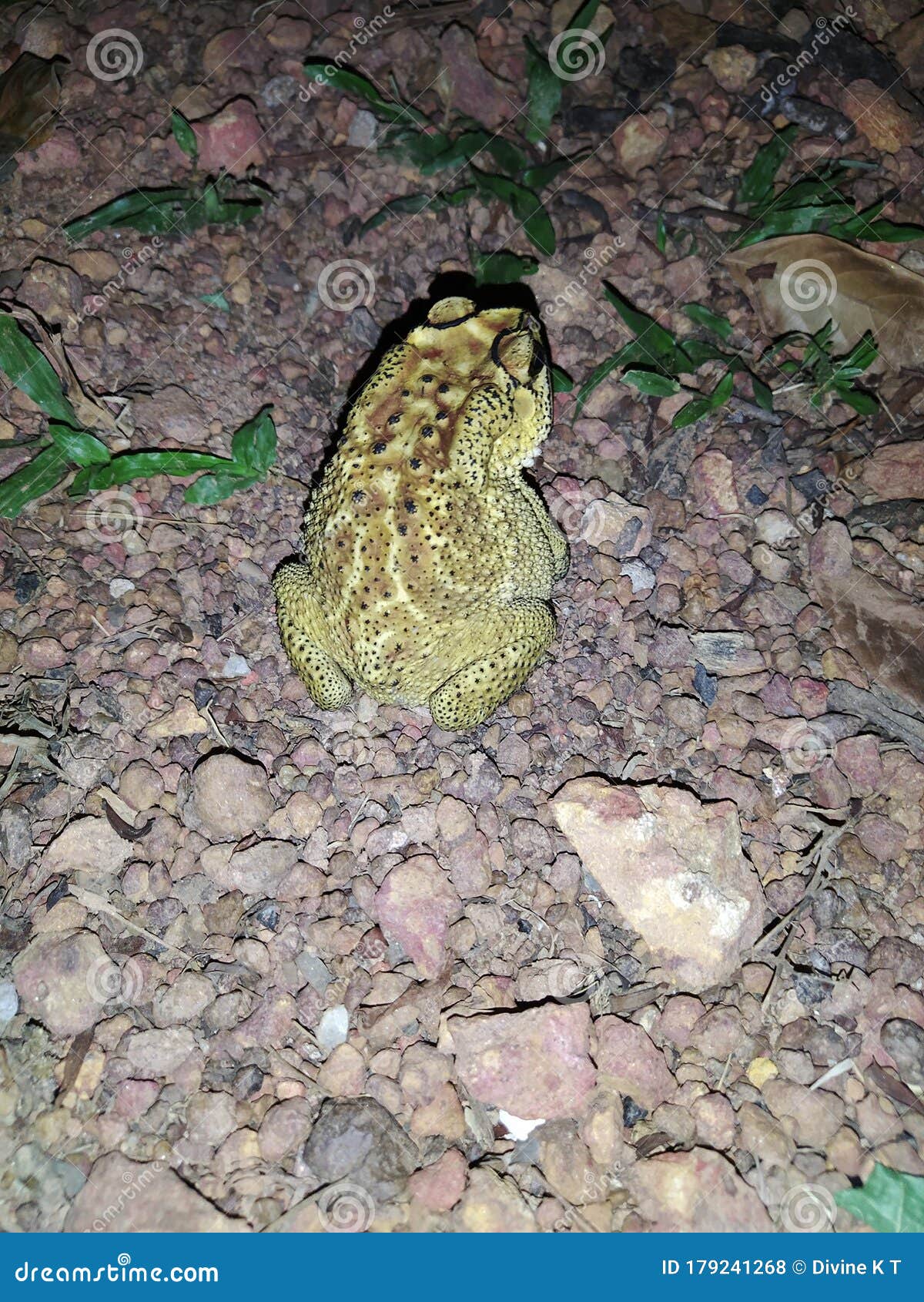 Frog in the land stock photo. Image of invertebrate - 179241268