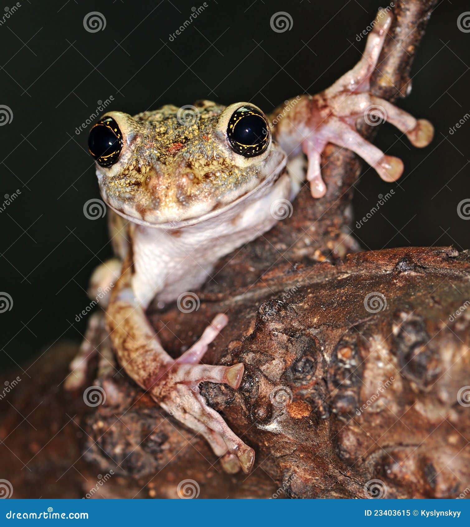 Frog with large eyes stock image. Image of endangered - 23403615