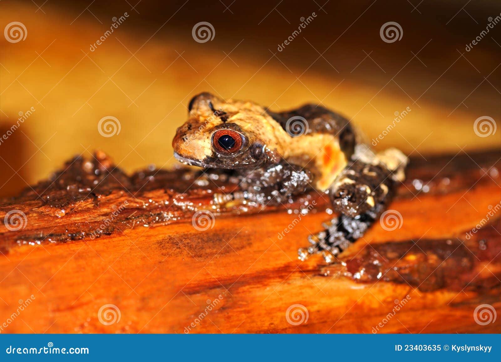 Frog with large eyes stock image. Image of nocturnal - 23403635