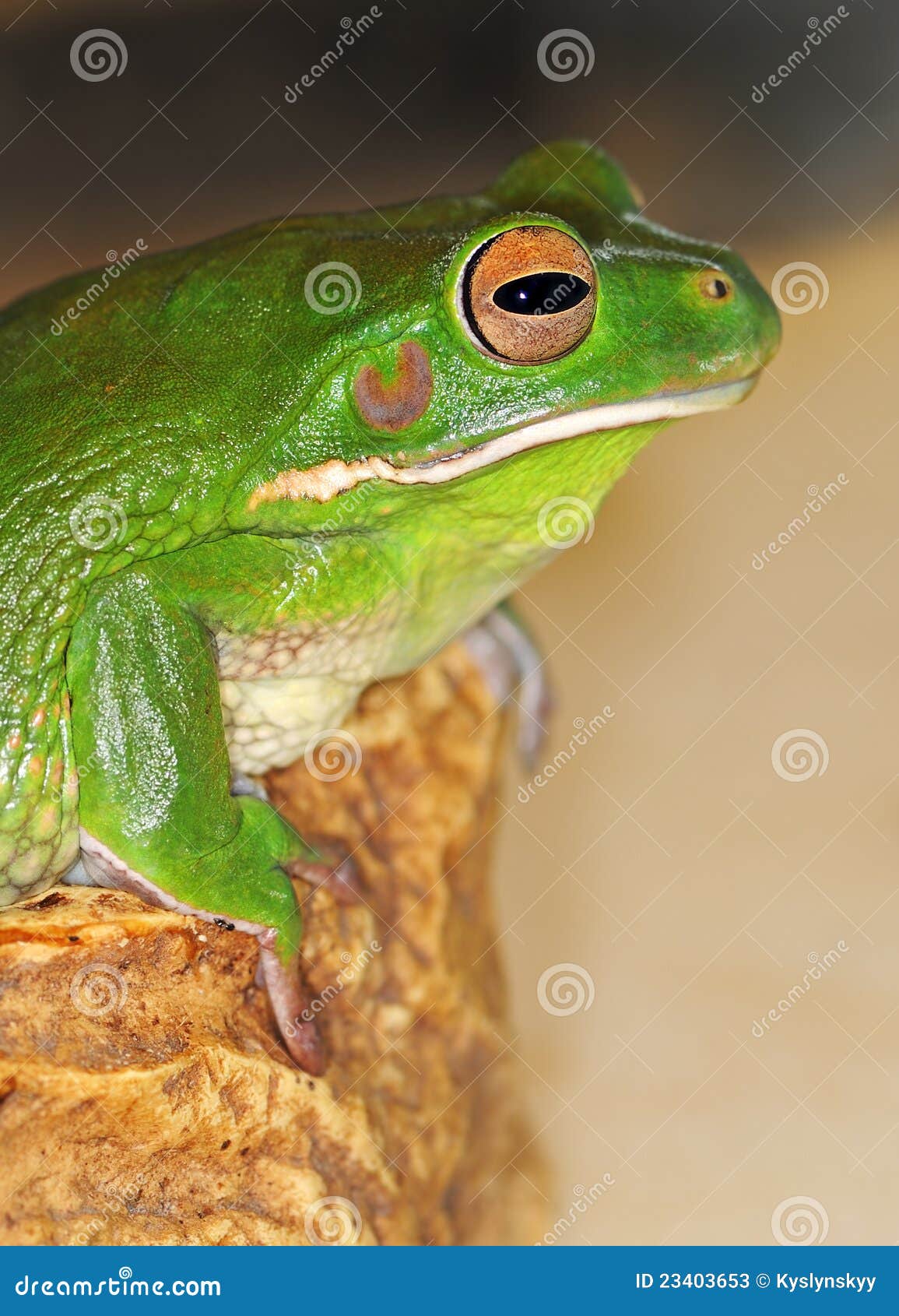 Frog with large eyes stock image. Image of nocturnal - 23403653