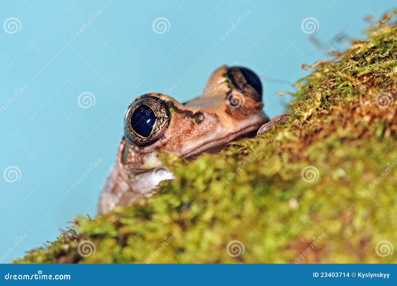 Frog with large eyes stock photo. Image of endangered - 23403714