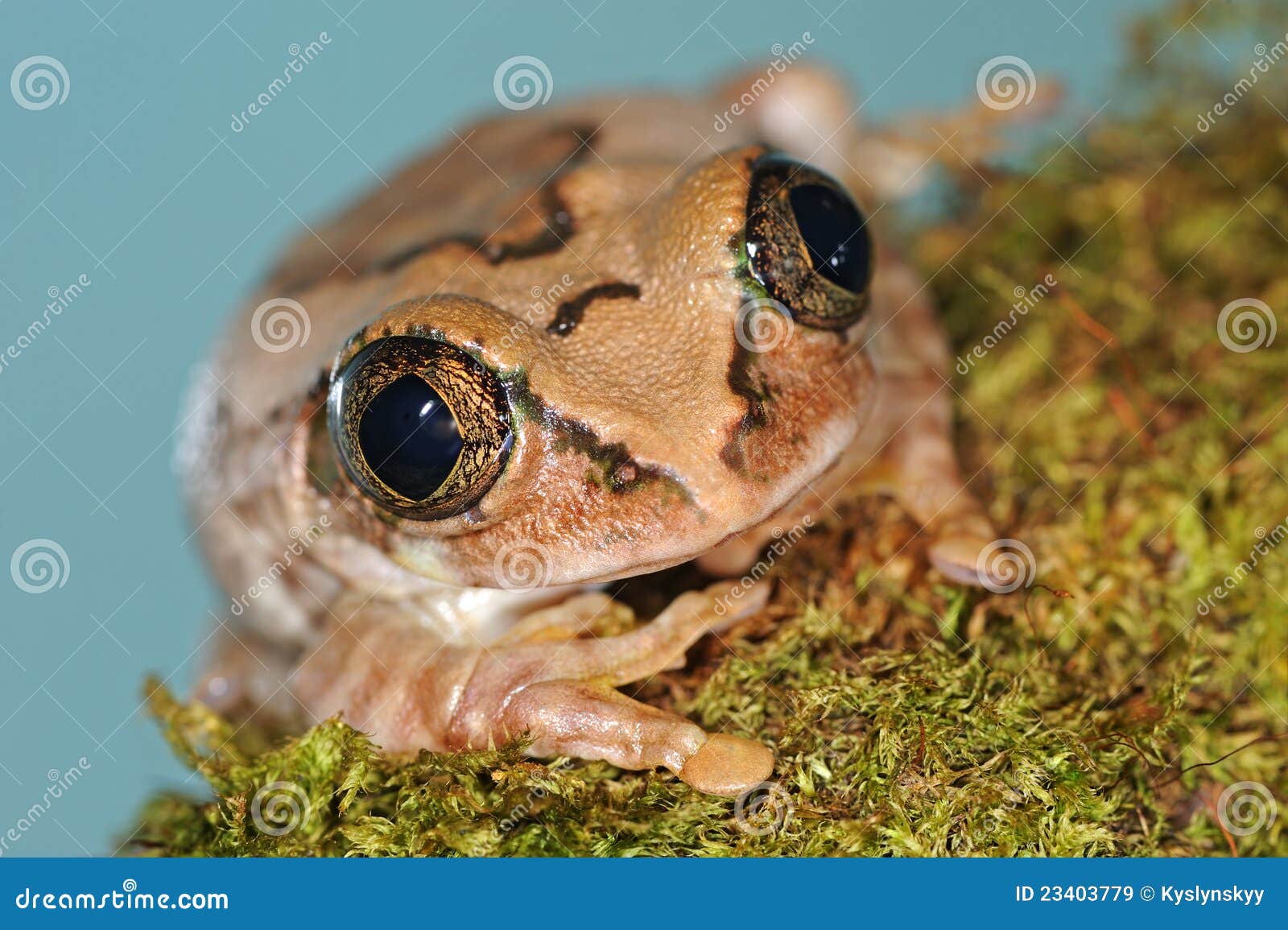 Frog with large eyes stock image. Image of branch, phyllomedusa - 23403779