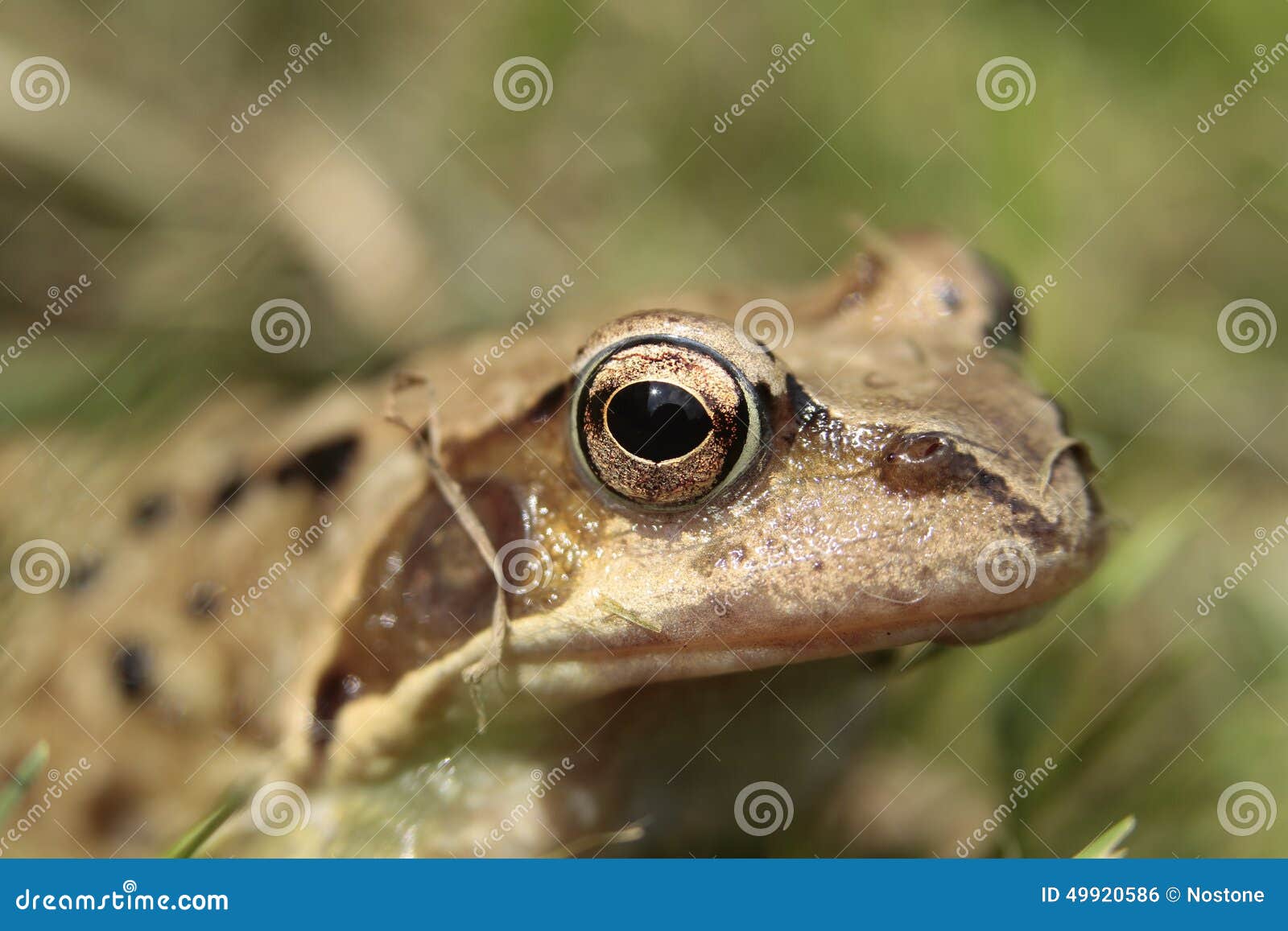 Frog stock photo. Image of land, cold, toad, frog, reptiles - 49920586