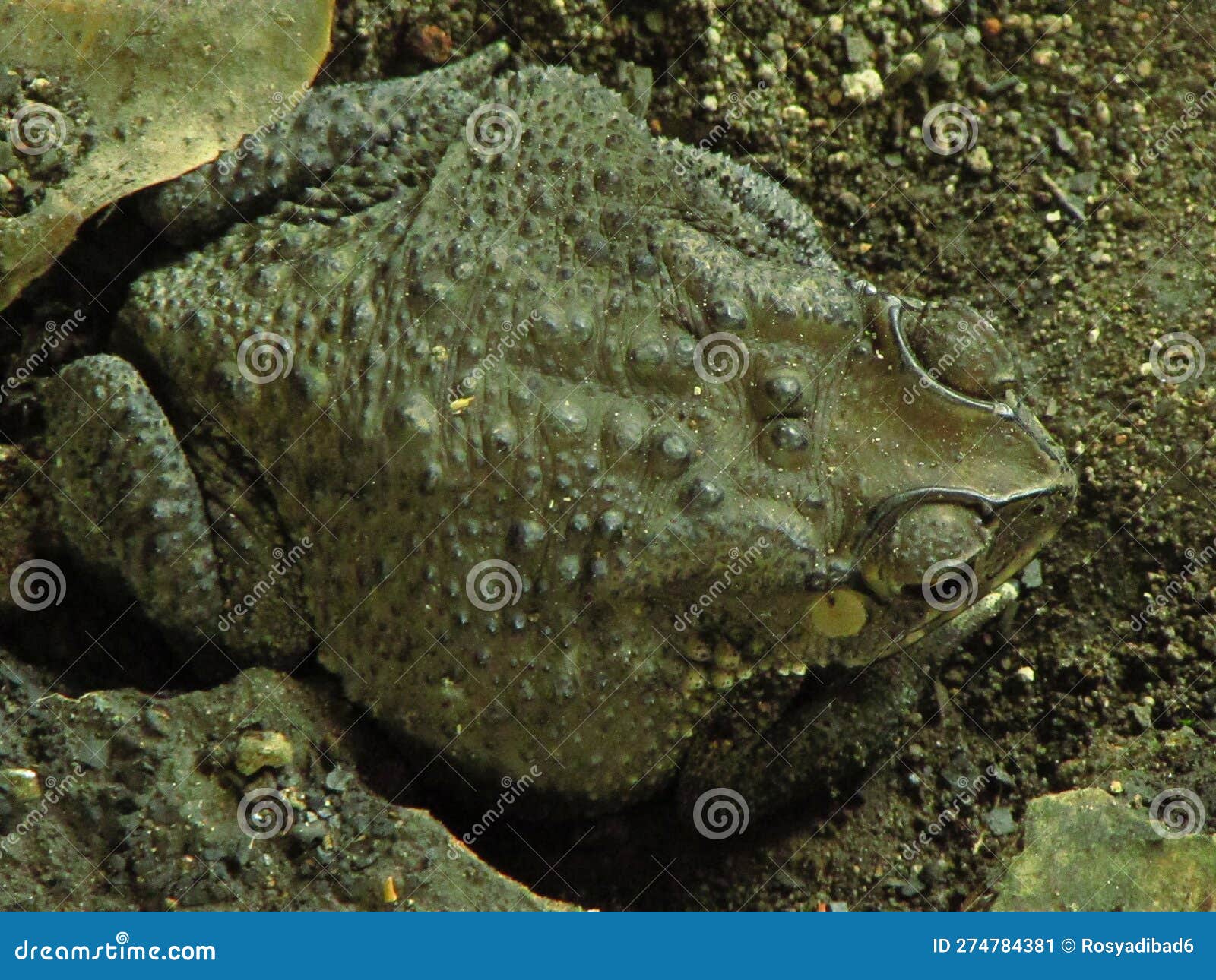 A frog that is laying down stock image. Image of invertebrate - 274784381