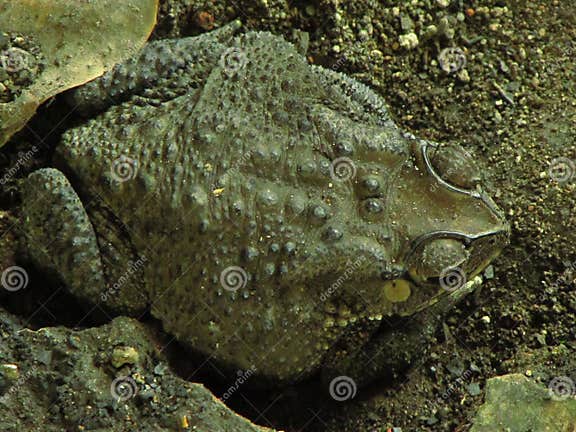 A frog that is laying down stock image. Image of invertebrate - 274784381