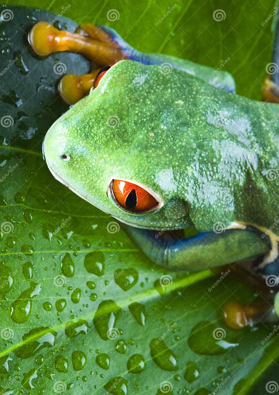 Frog on the leaf stock image. Image of lean, frogs, bulging - 1818593