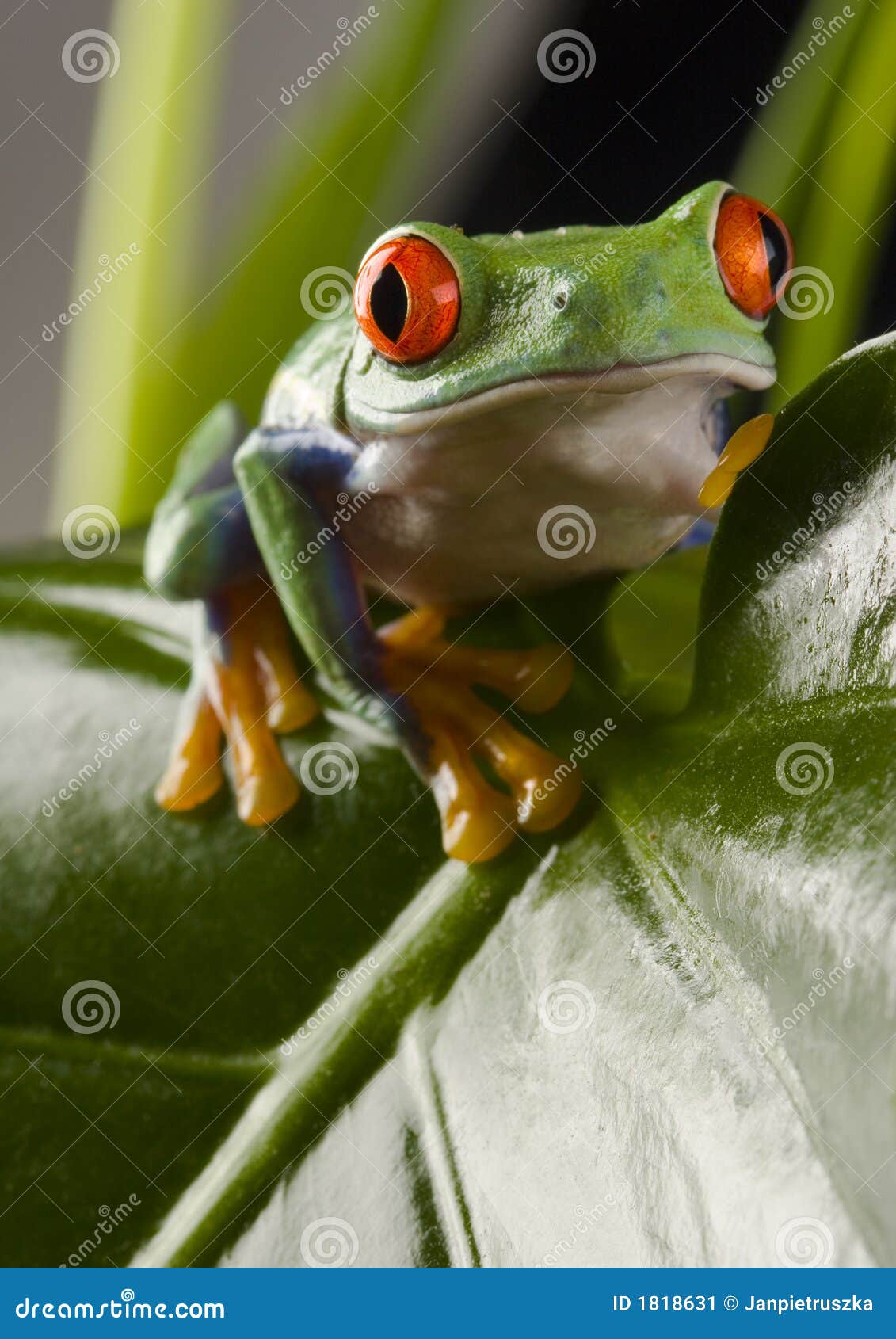 Frog on the leaf stock image. Image of lean, eyes, america - 1818631