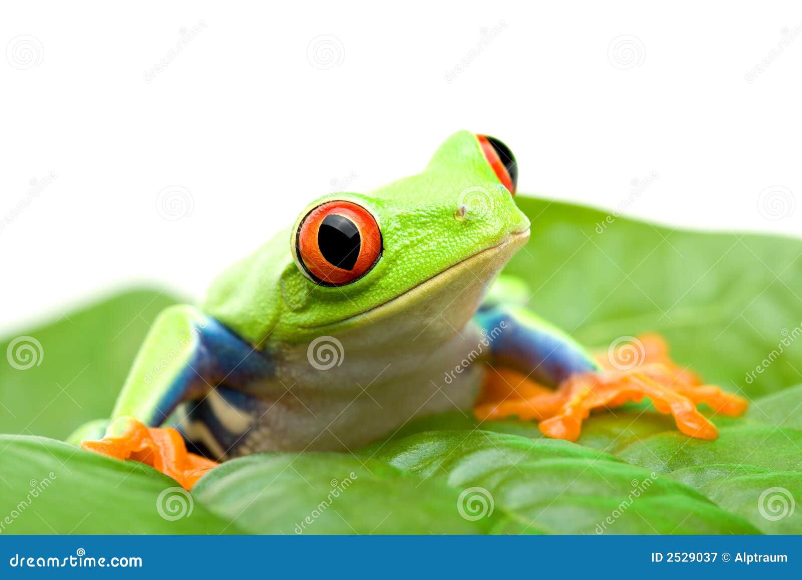 Frog on a leaf stock image. Image of macro, cute, tropical - 2529037
