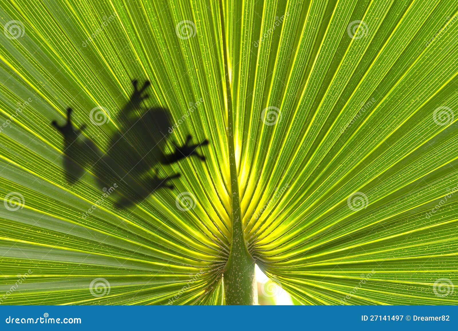 Frog on leaf stock image. Image of look, curious, habitat - 27141497