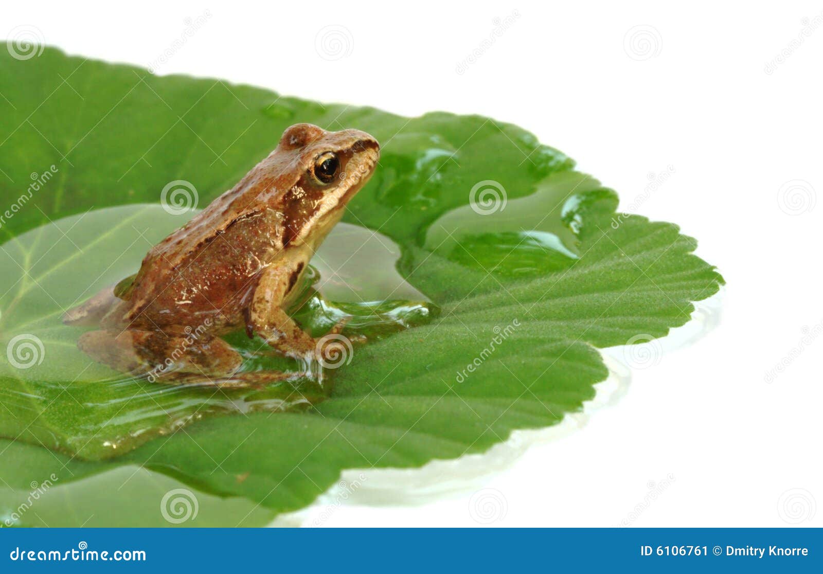 Frog on the leaf stock image. Image of nature, slimy, croaking - 6106761