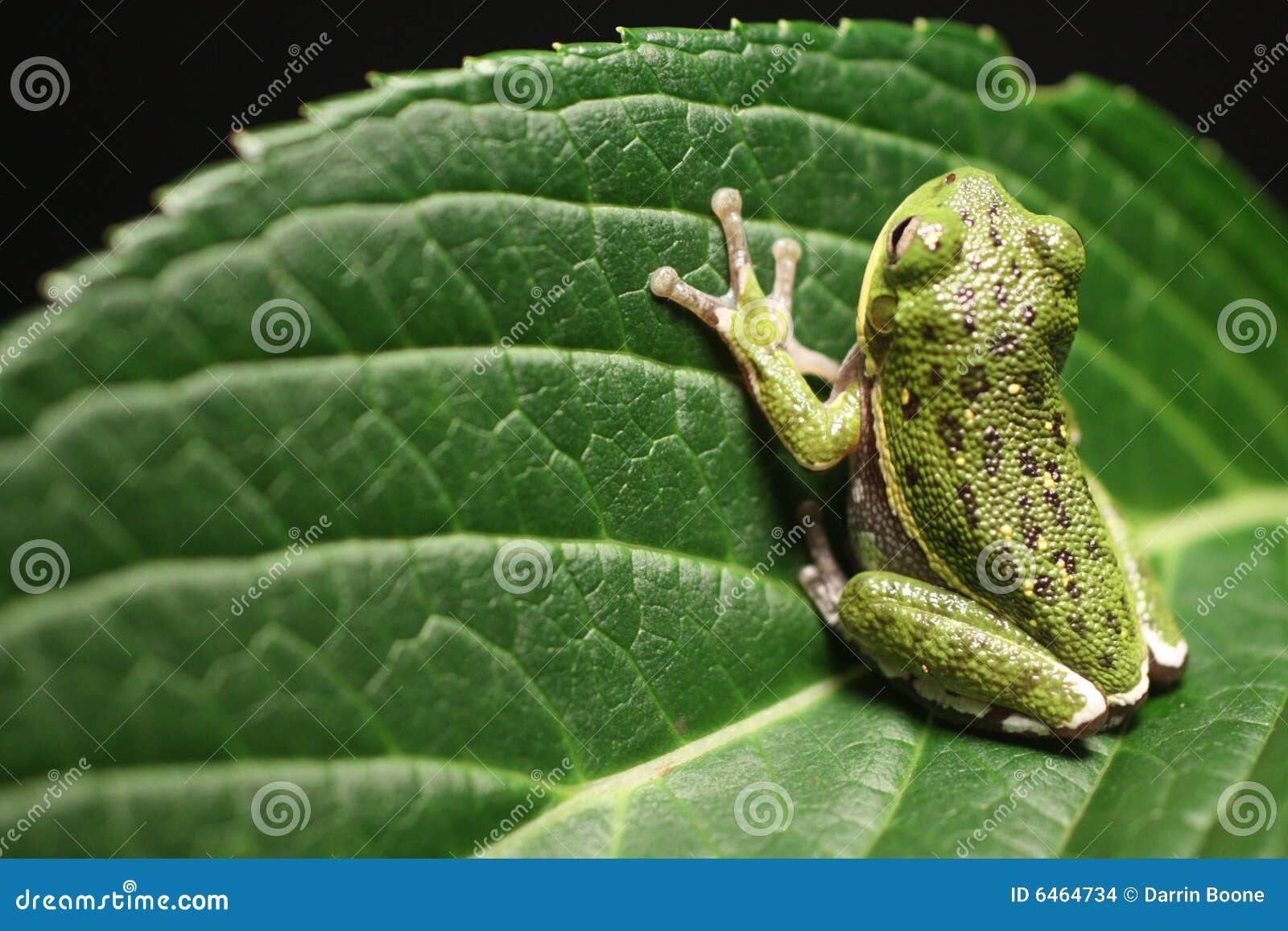 Frog on leaf stock photo. Image of ribbit, alive, blooded - 6464734