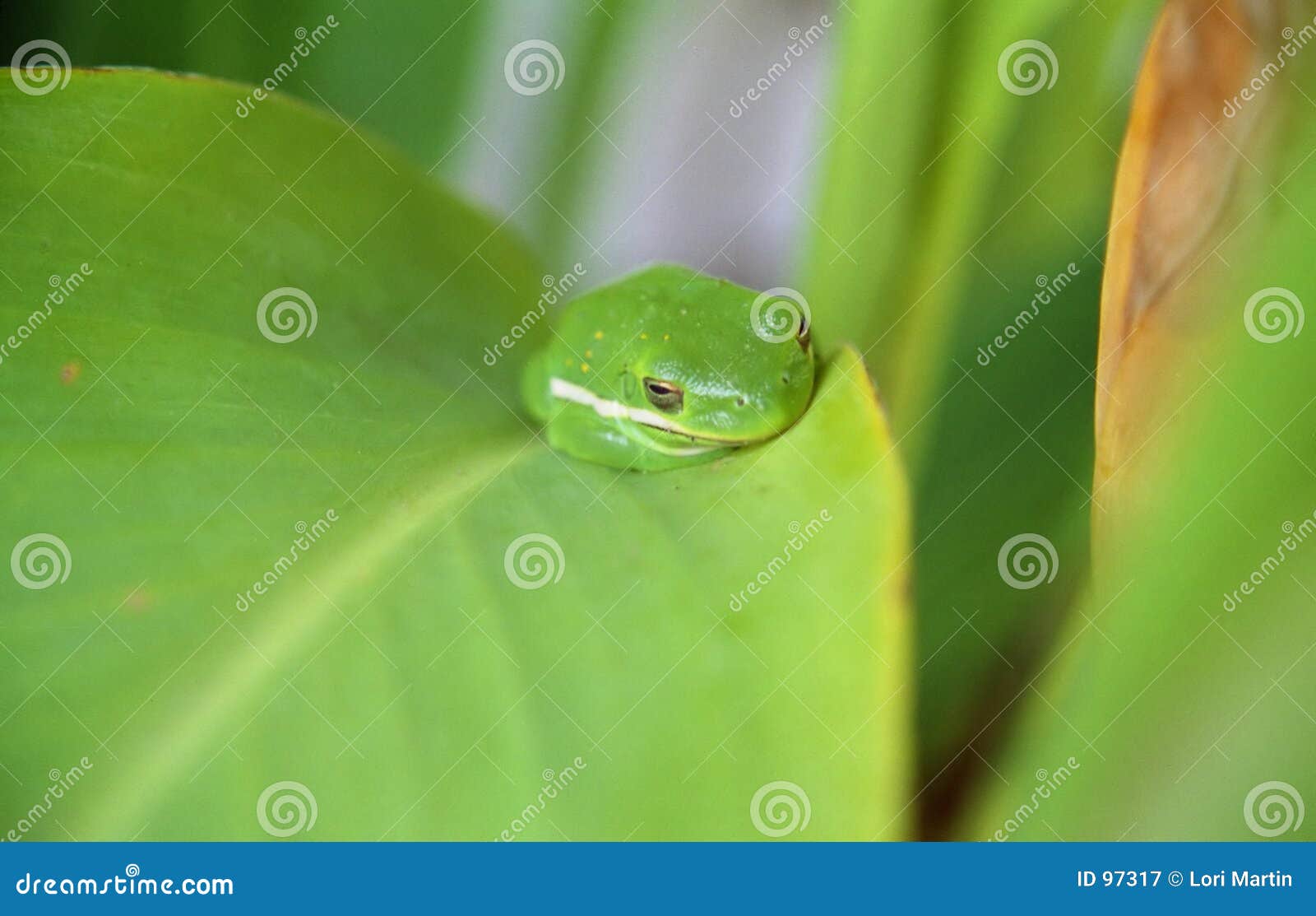 Frog on a leaf stock image. Image of animals, wildlife, green - 97317