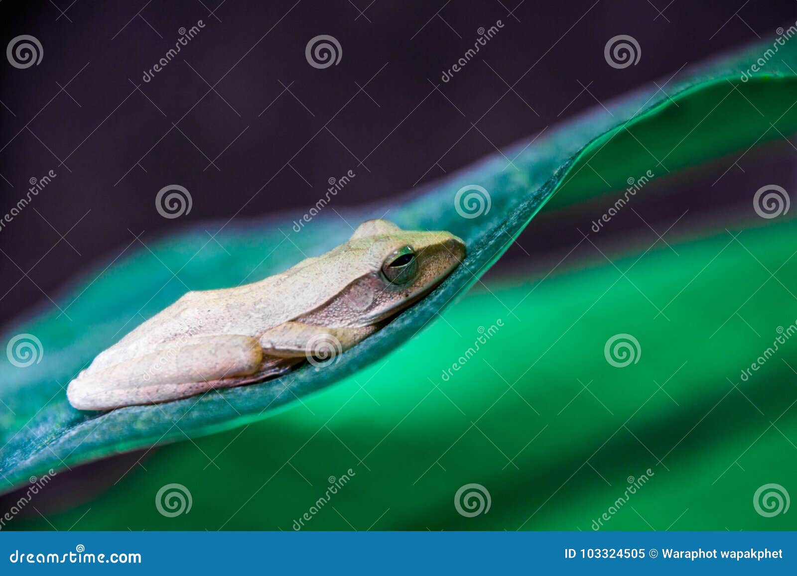 Frog on the leaf stock image. Image of habitat, eyeball - 103324505