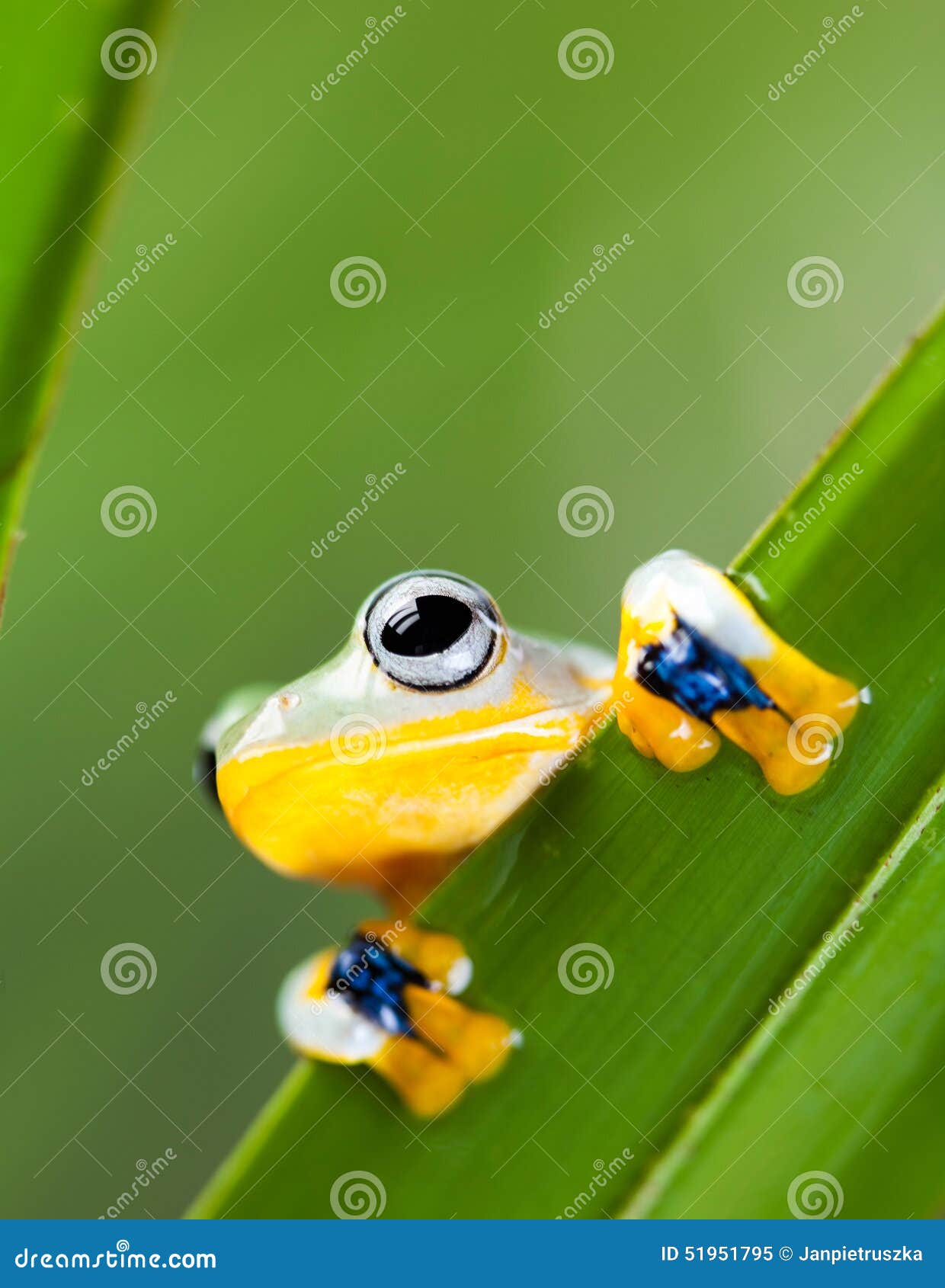 Frog on the Leaf on Colorful Background Stock Image - Image of frog ...