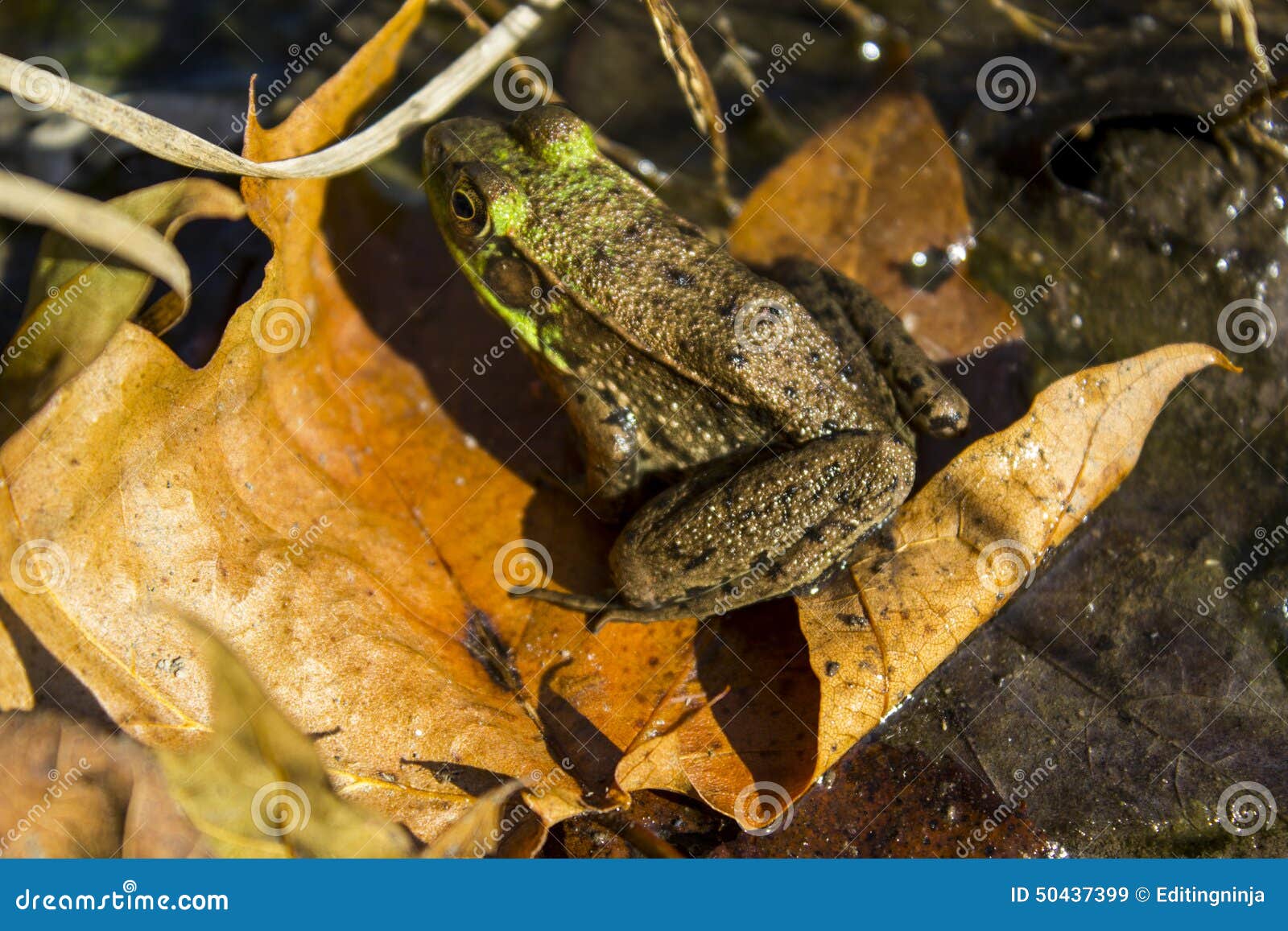 Frog on Leaf stock image. Image of forest, path, unstable - 50437399