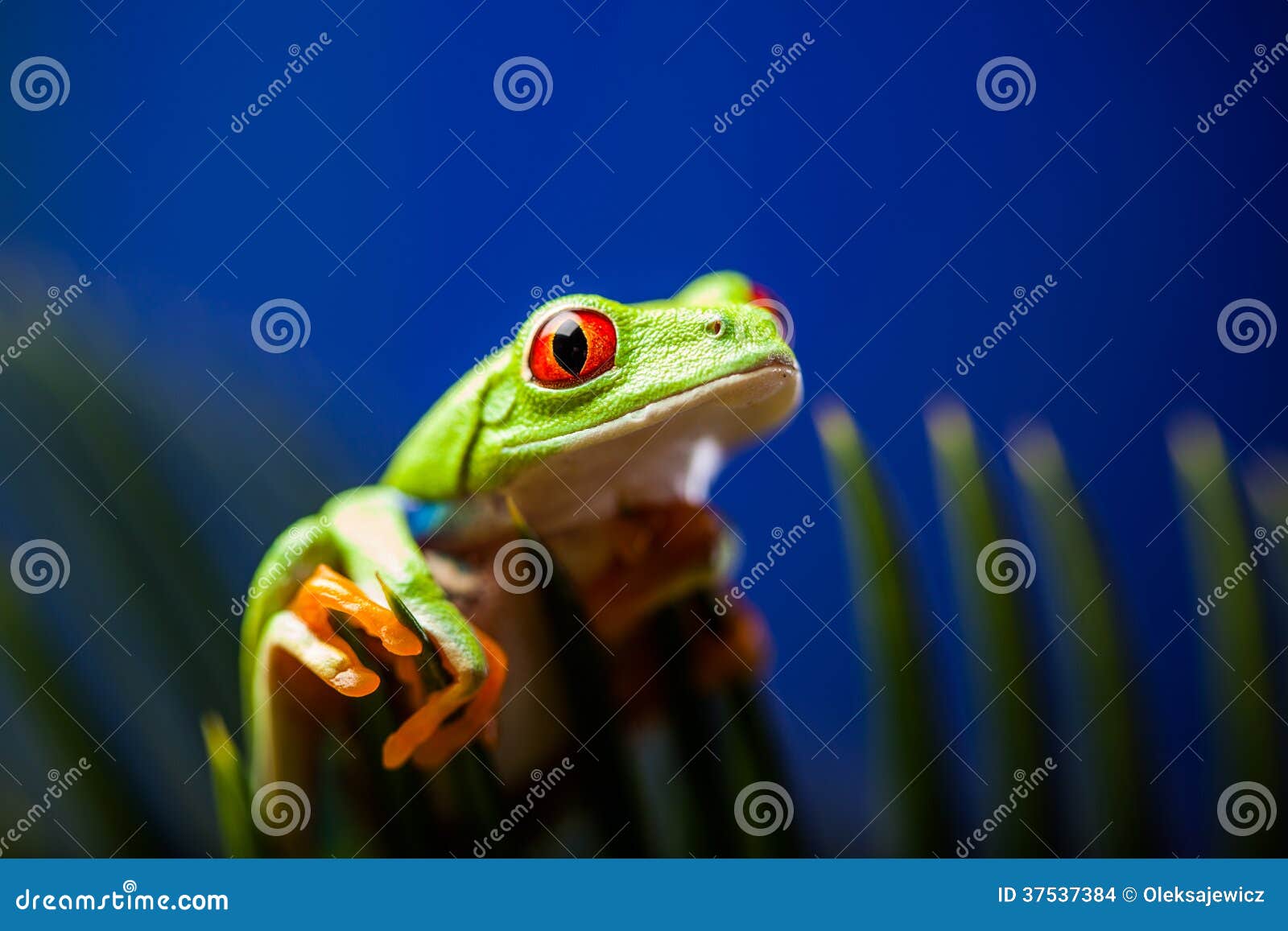 Frog on a Leaf in the Jungle Stock Photo - Image of exotic, animal ...